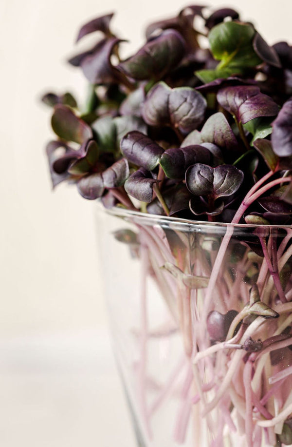 Red Radish Microgreens for Food Service by Hunters' Dale - Hunters’ Dale